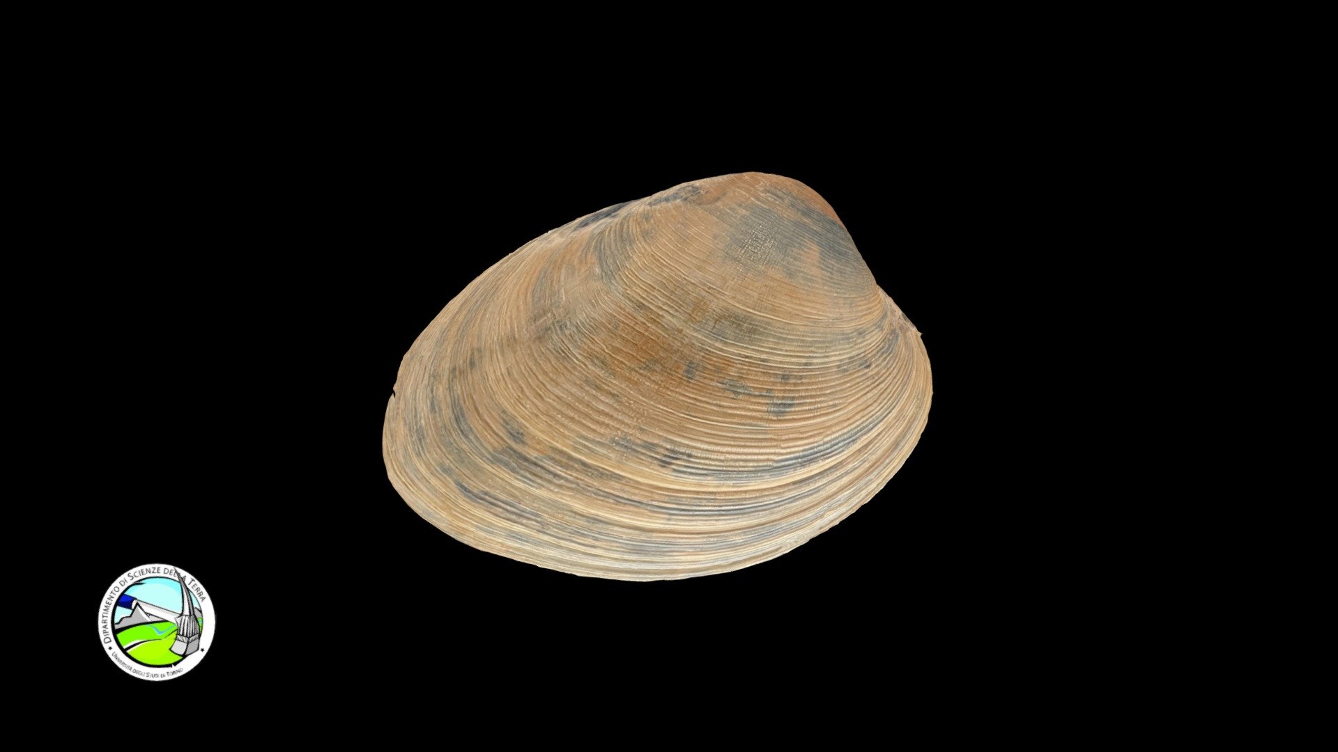 Mercenaria - 3D model by Dipartimento di Scienze della Terra - UniTo ...
