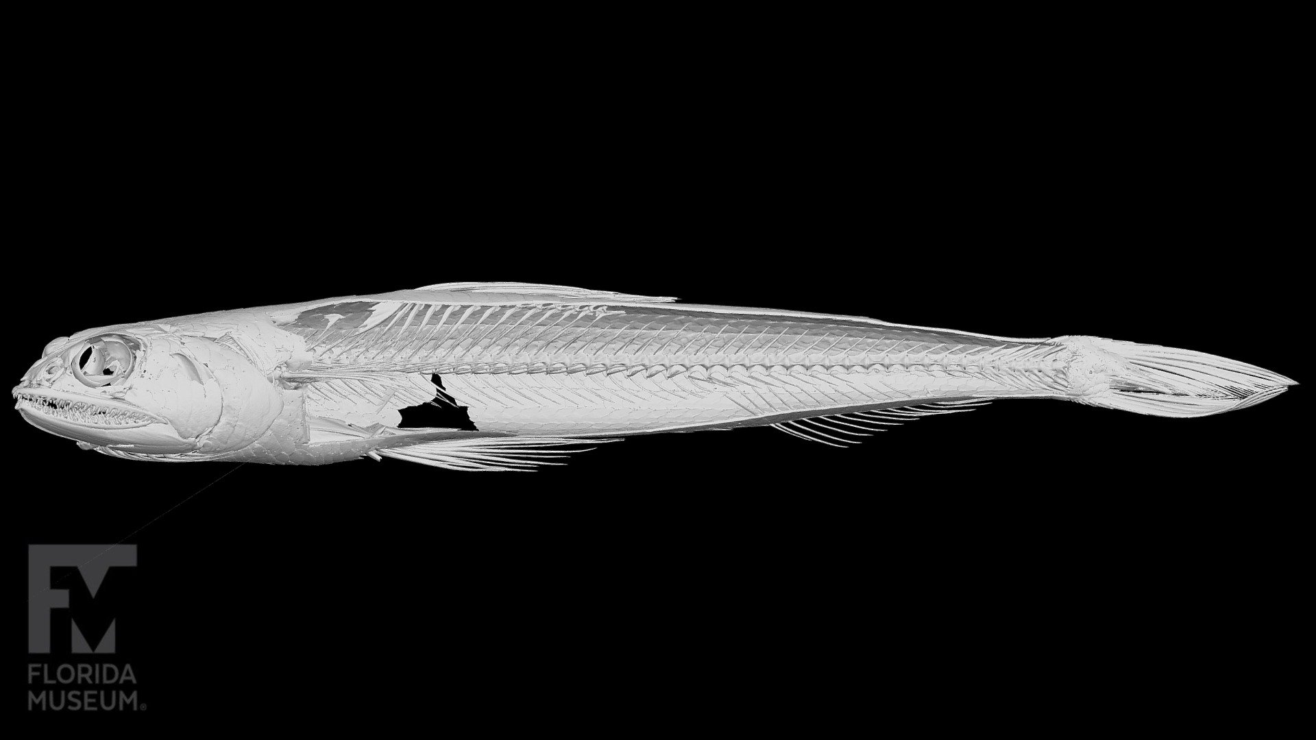 Diamond Lizardfish CT Scan, Synodontidae - 3D model by FloridaMuseum ...