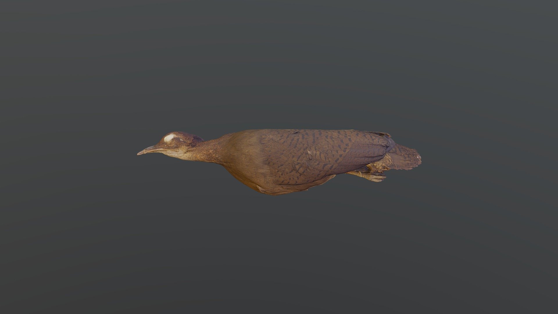 Great Tinamou - Tinamus major - Download Free 3D model by MooreLab ...
