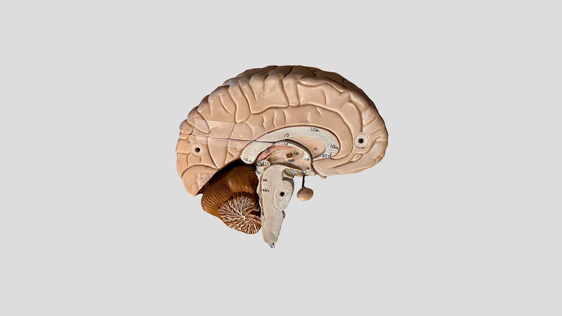 Human Brain Model - Midsagittal Section - Download Free 3D model by 3-D ...