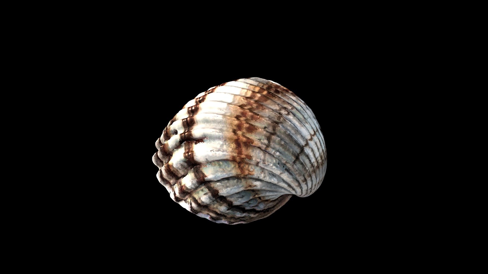 Shell 02 - Common Cockle (white And Brown) - Download Free 3D model by ...