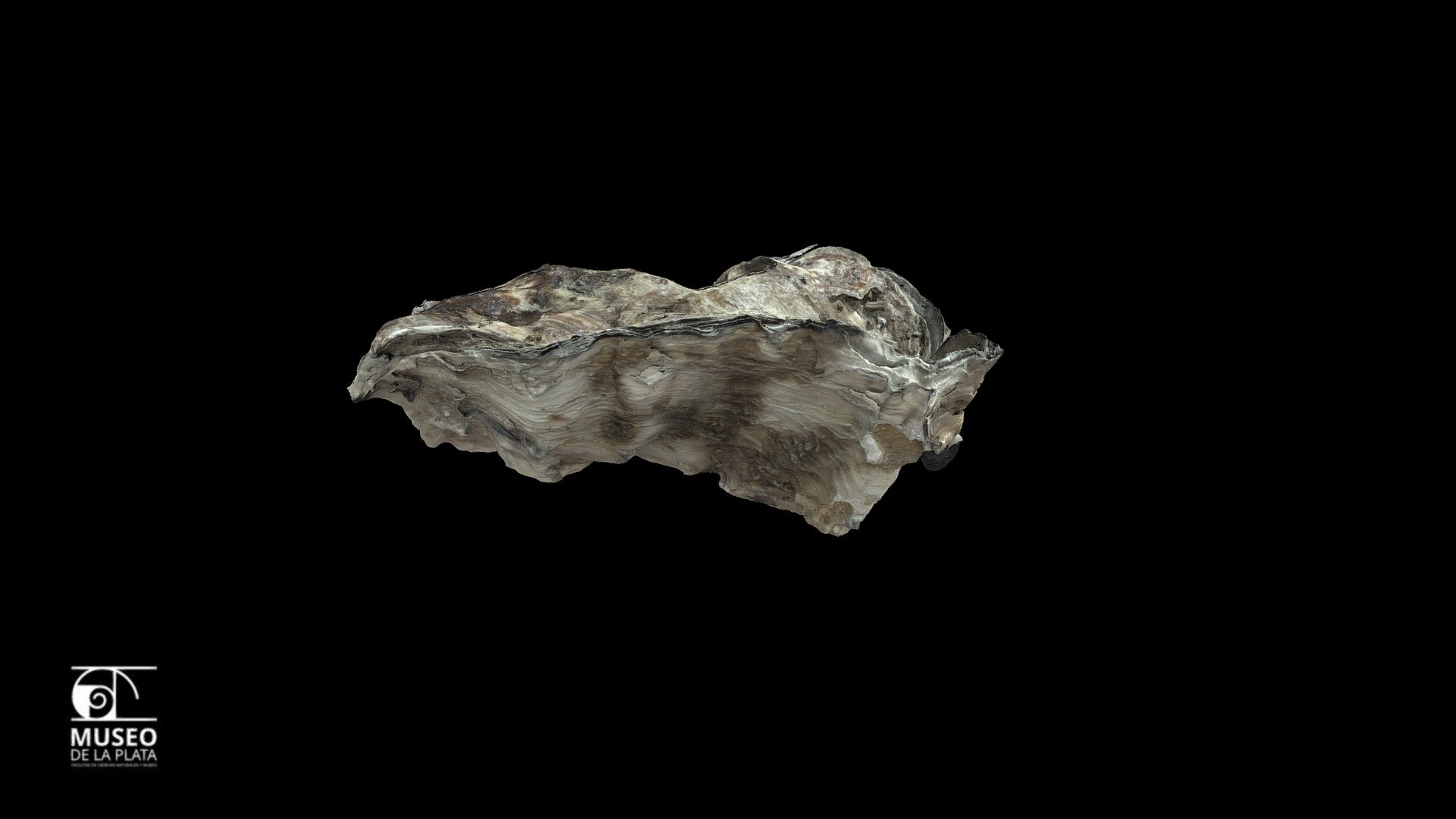 Magallana gigas (Thunberg, 1793) Cerrada - 3D model by Museo de La ...