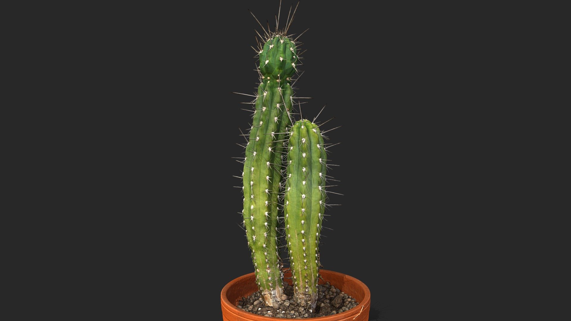 Toothpick cactus - Buy Royalty Free 3D model by Lassi Kaukonen ...