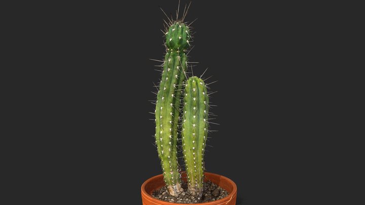 Cactus 3D models - Sketchfab