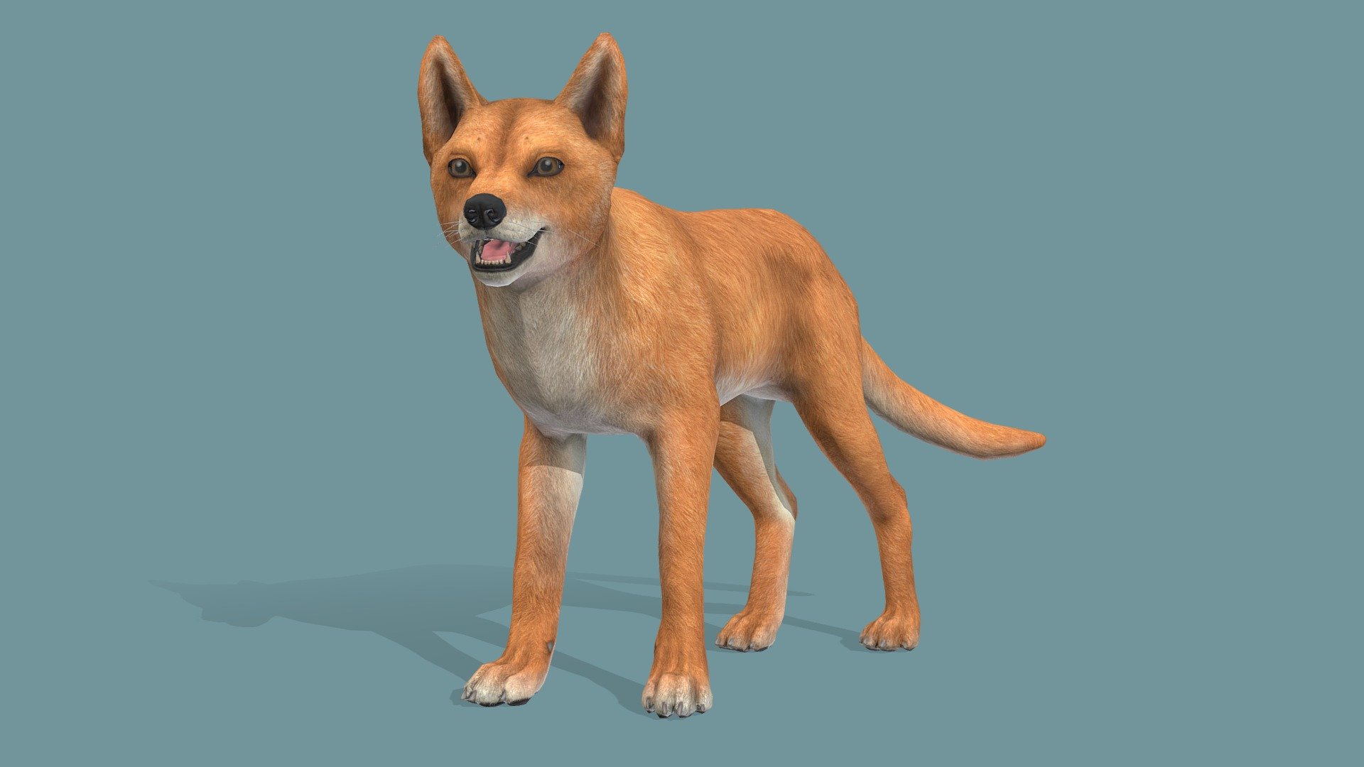 Dingo - 3D model by RedDeer (@billl90) [f4436d6] - Sketchfab