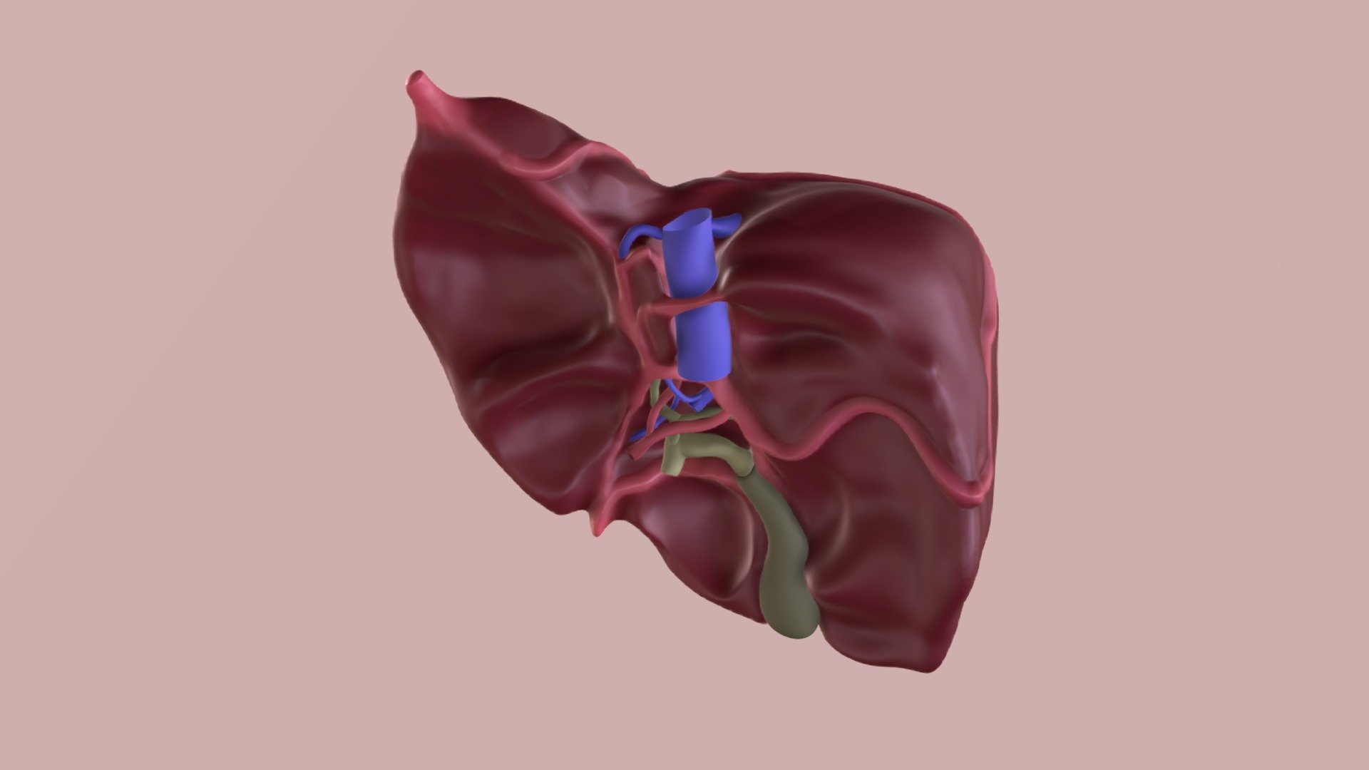 Liver 3dModel - 3D model by AnnieEm [f443ddb] - Sketchfab