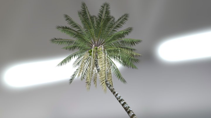 Coconut 3D models - Sketchfab