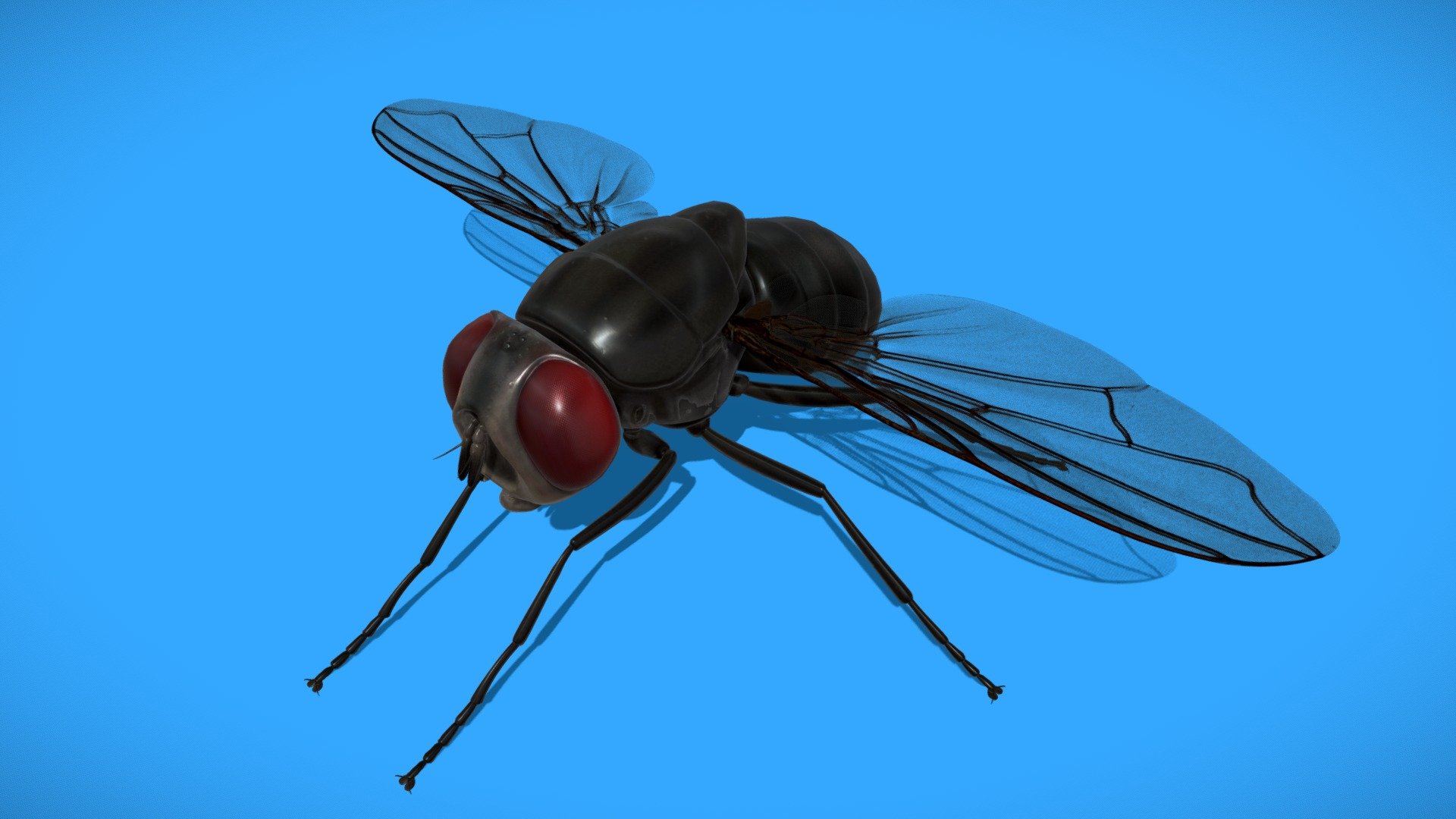 Fly - Buy Royalty Free 3D model by ostrich (@gohean33) [f44acd2 ...