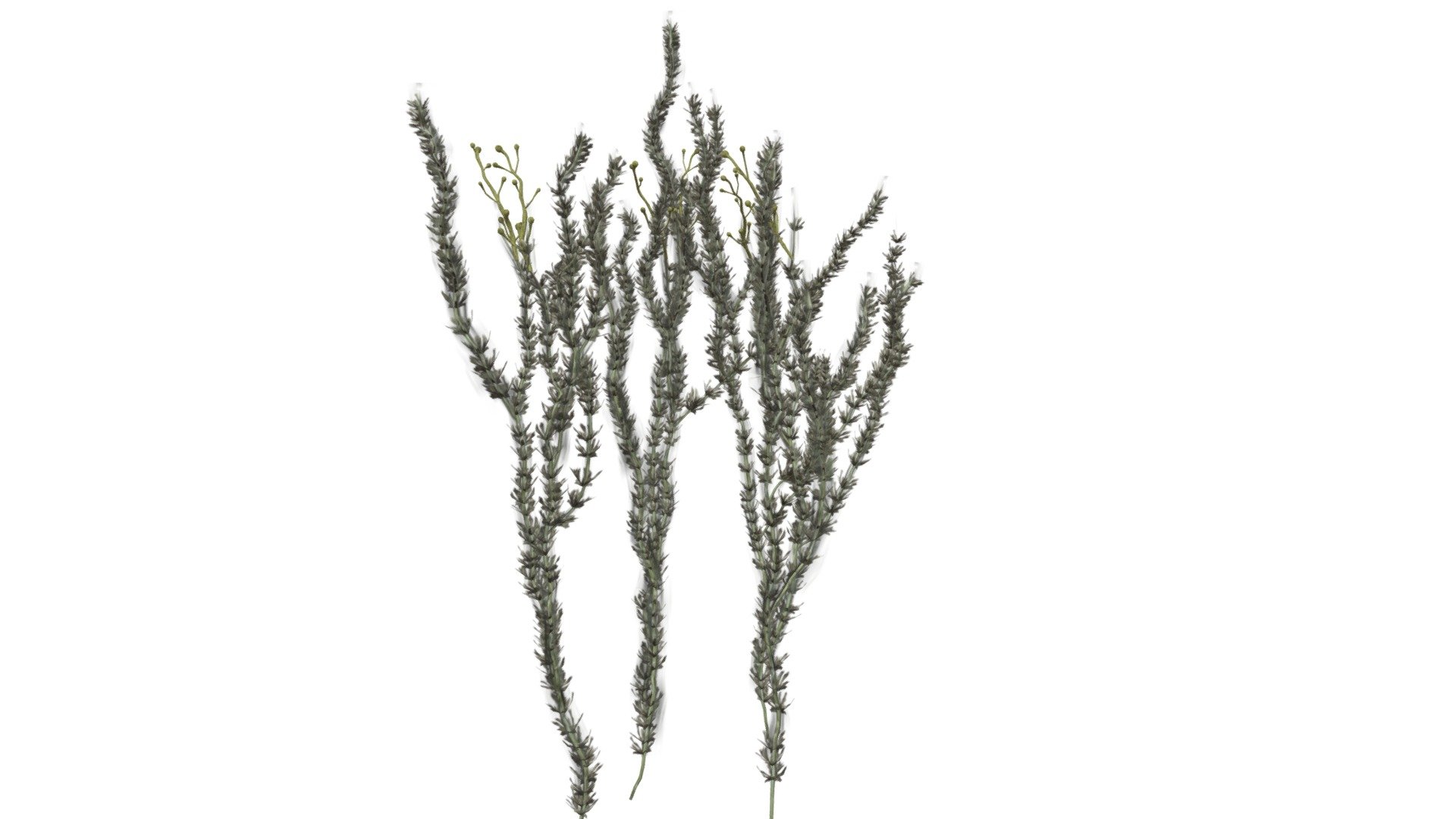 Sagebrush Plant #01 - Buy Royalty Free 3D model by meshshape [f4509af ...