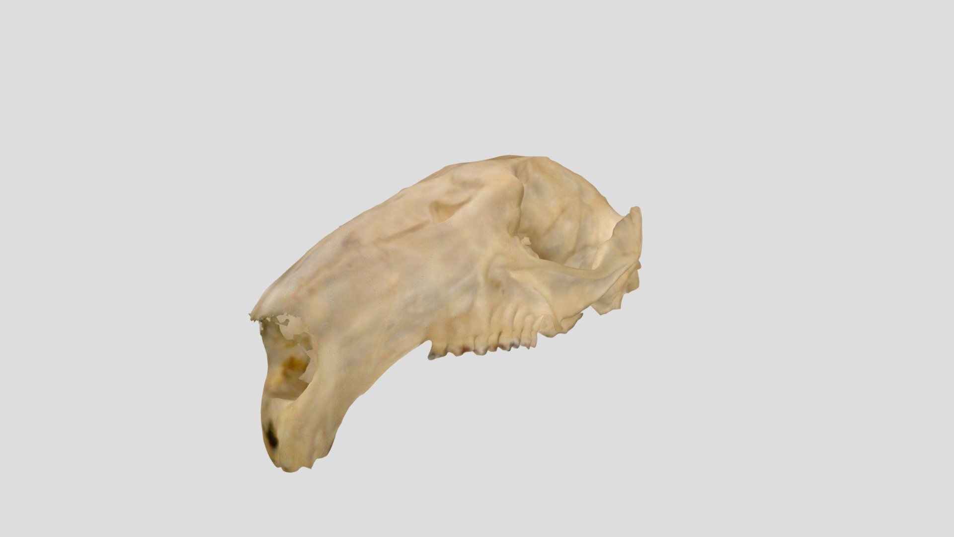 WAM M4826 - Northern Nail-Tail Wallaby (Skull) - 3D model by Western ...
