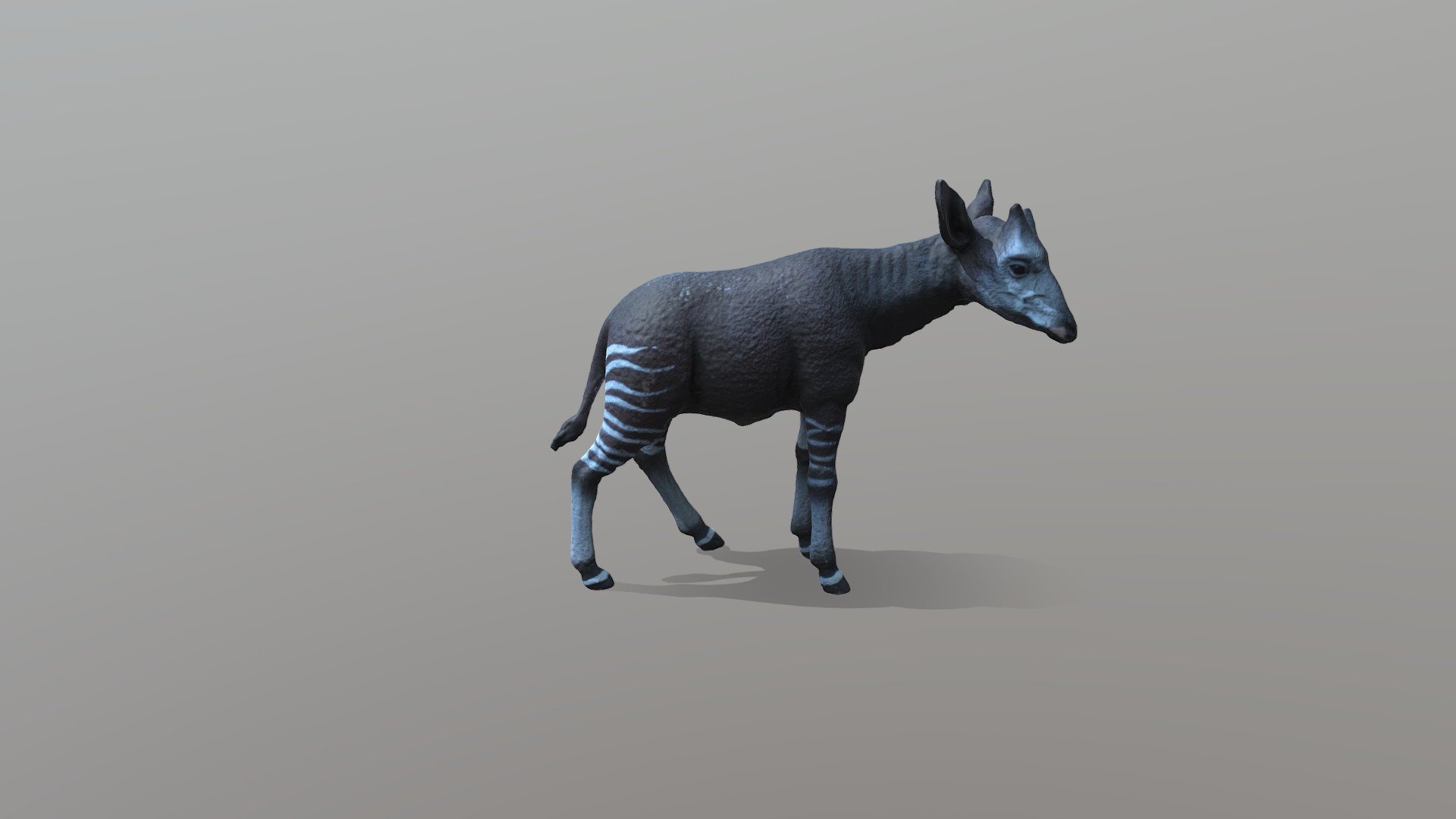 Okapi - 3D model by flandelacasa [f45727f] - Sketchfab