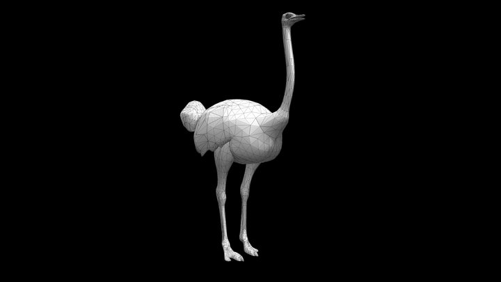 Ostrich 3D models - Sketchfab