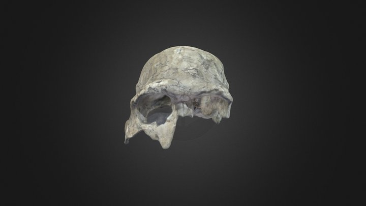 Ergaster 3D models - Sketchfab