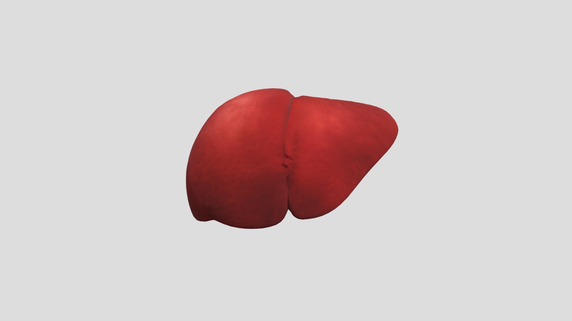 liver - 3D model by medimedi.xr [f463e0c] - Sketchfab