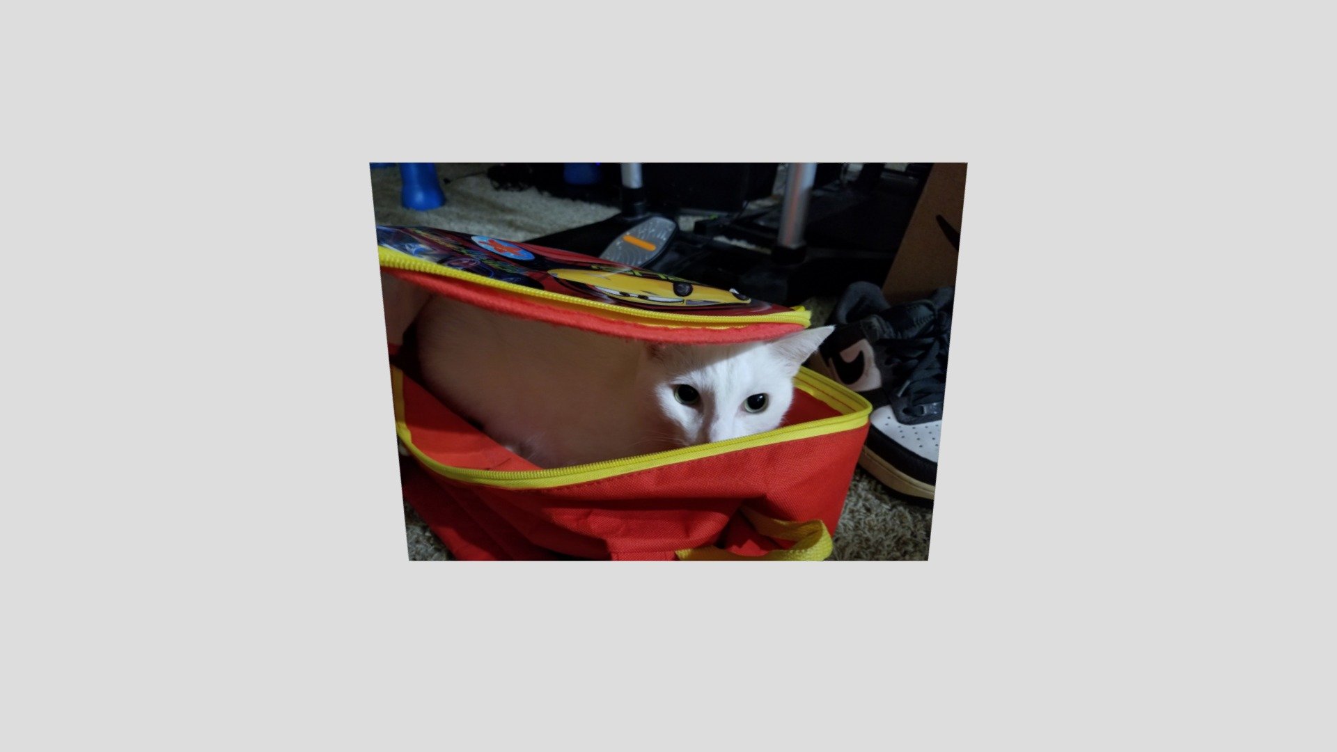 MEOW - 3D model by DRTYXRFTYHTGHXDR (@vghghghjhgj) [f466c05] - Sketchfab