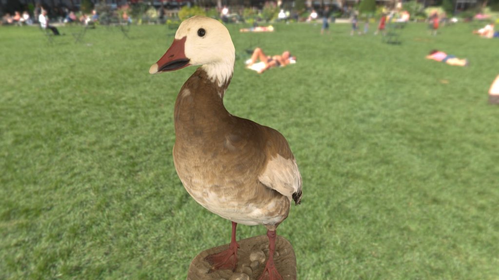 Snow Goose - dark morph (with sound) - 3D model by John Fino (tauricity ...