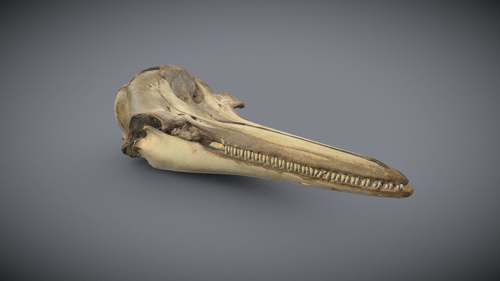 Crâne de dauphin sténo - M.703 - Download Free 3D model by Alienor.org, Conseil des musées ...