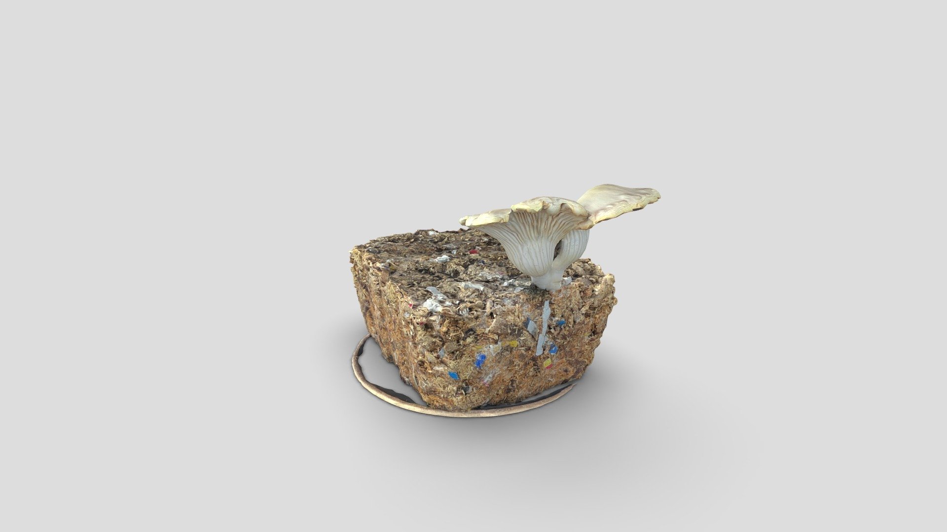 Myco Brick with Fruiting Body - 3D model by allanjonesdesigns [f46d2e1 ...