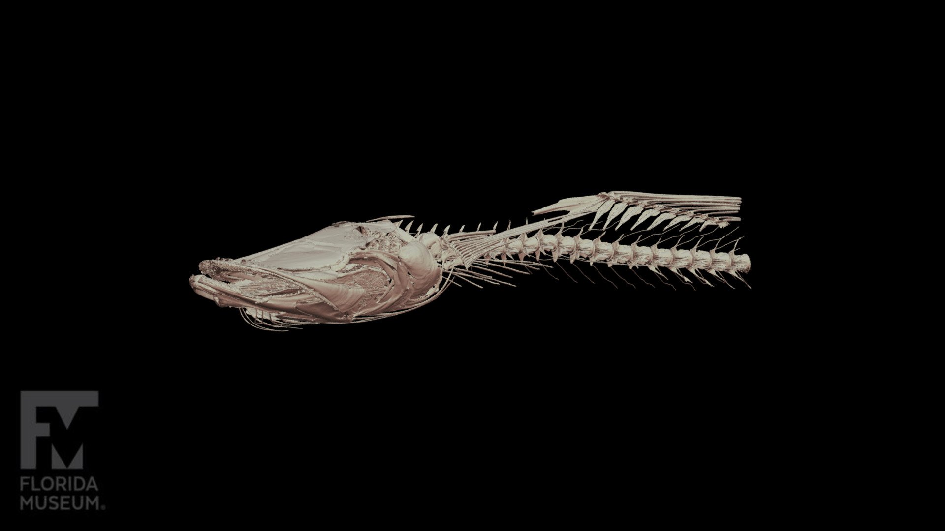 Murray's grideye - Deep Sea Fish - 3D model by FloridaMuseum [f479e4d ...