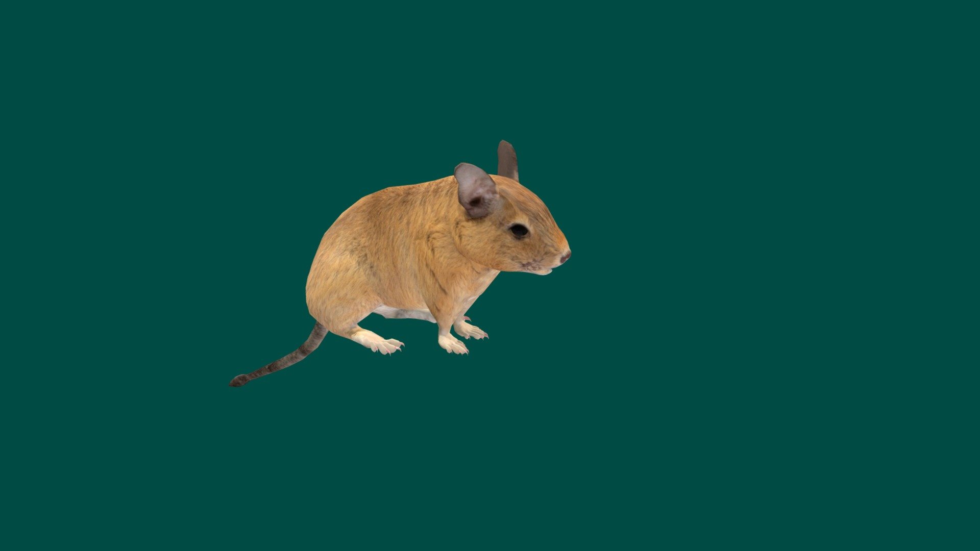 Degu (LowPoly) - Download Free 3D model by Nyilonelycompany [f47ae7a] - Sketchfab