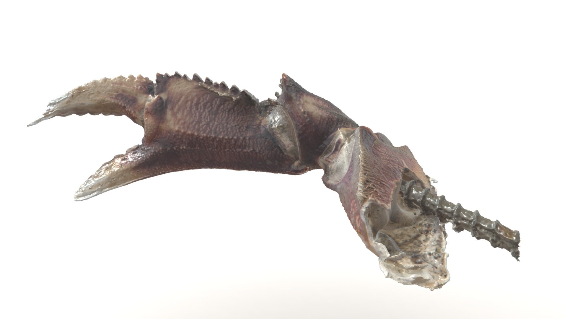 A Dungines Crab Claw - Download Free 3D model by The Whz (@thewhz ...