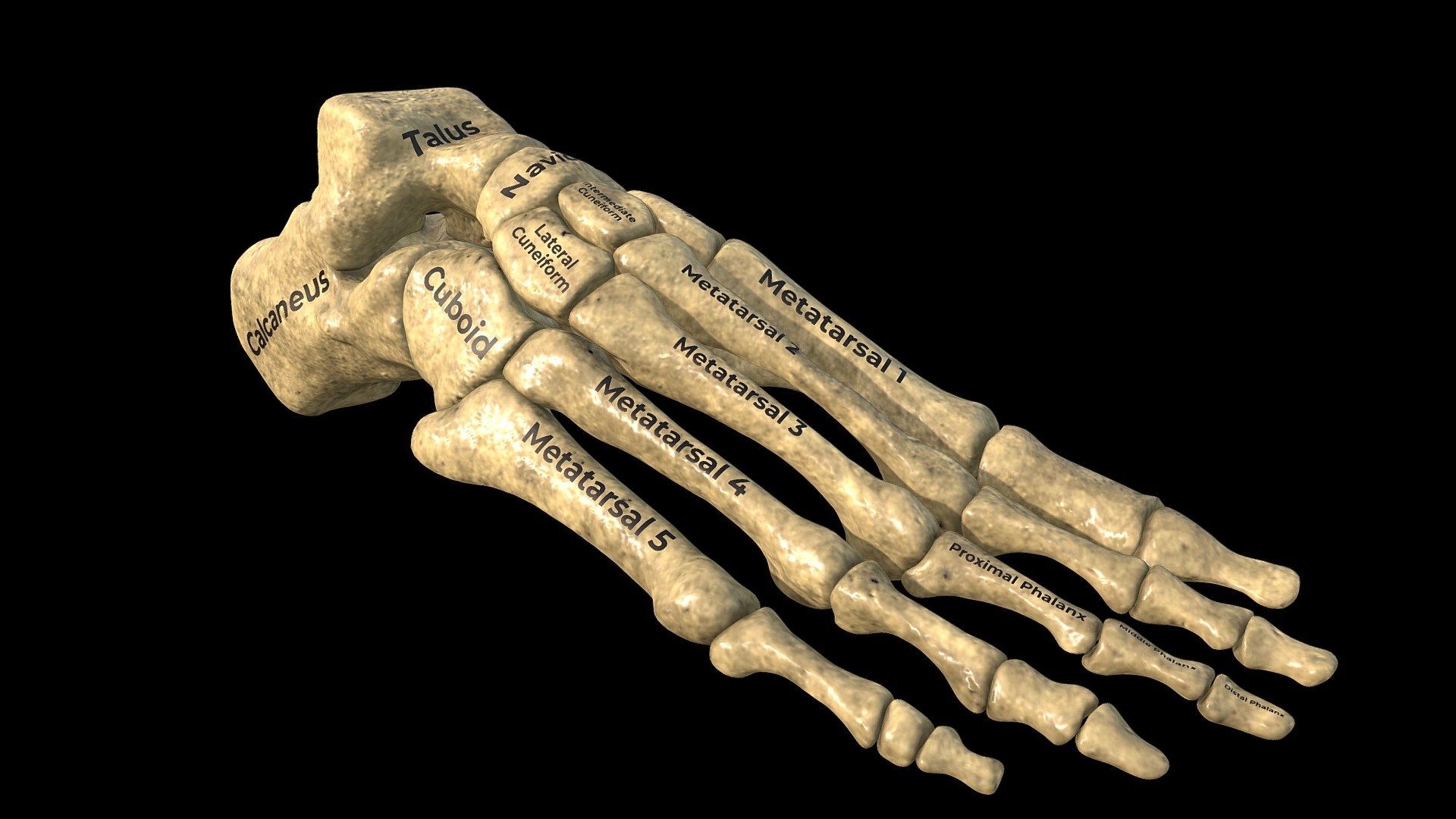 Anatomy of Foot Bones (right) (+labels) - 3D model by Friso Jansen ...