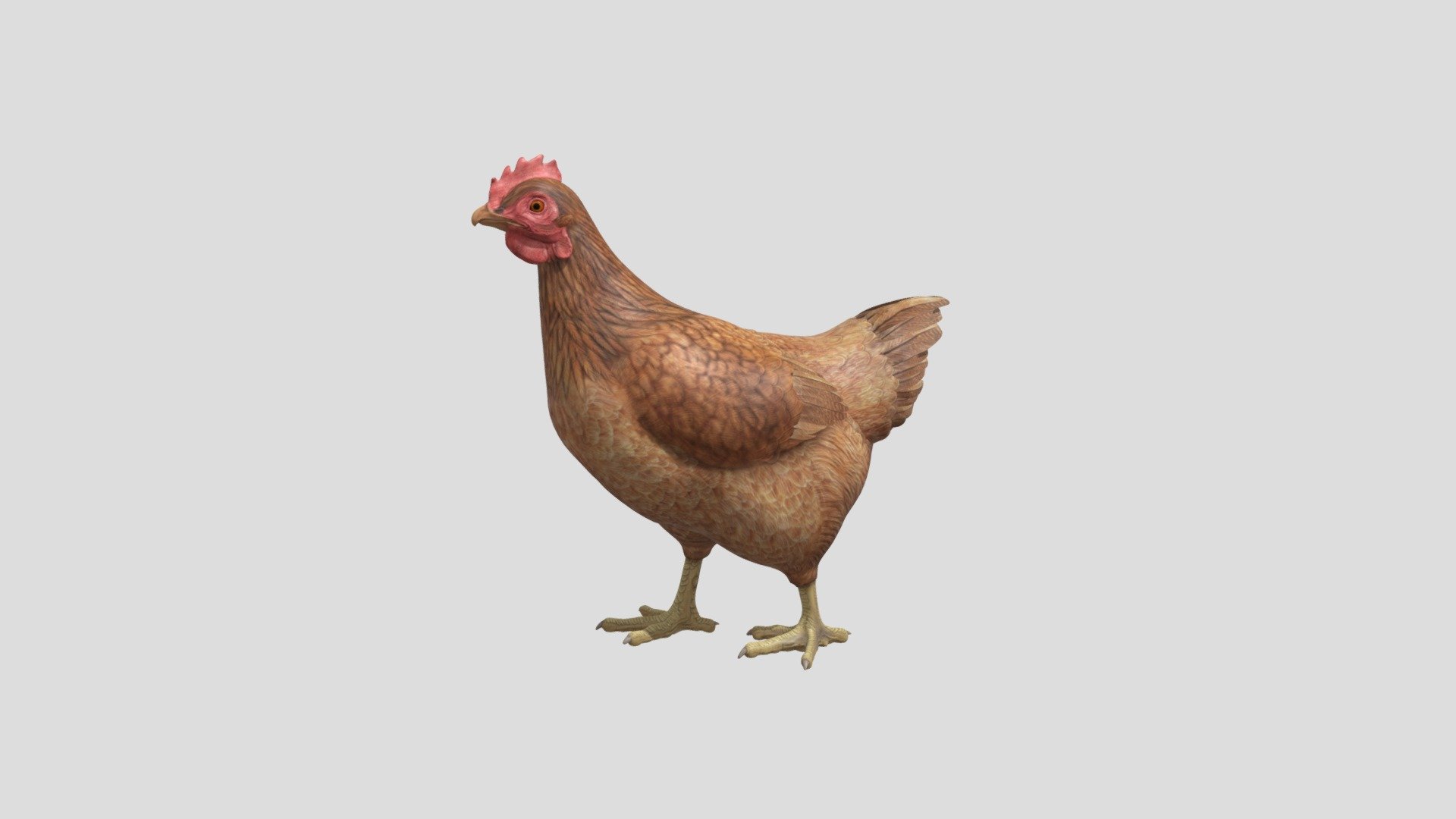 Chicken - 3D model by arlina64 [f4906dd] - Sketchfab