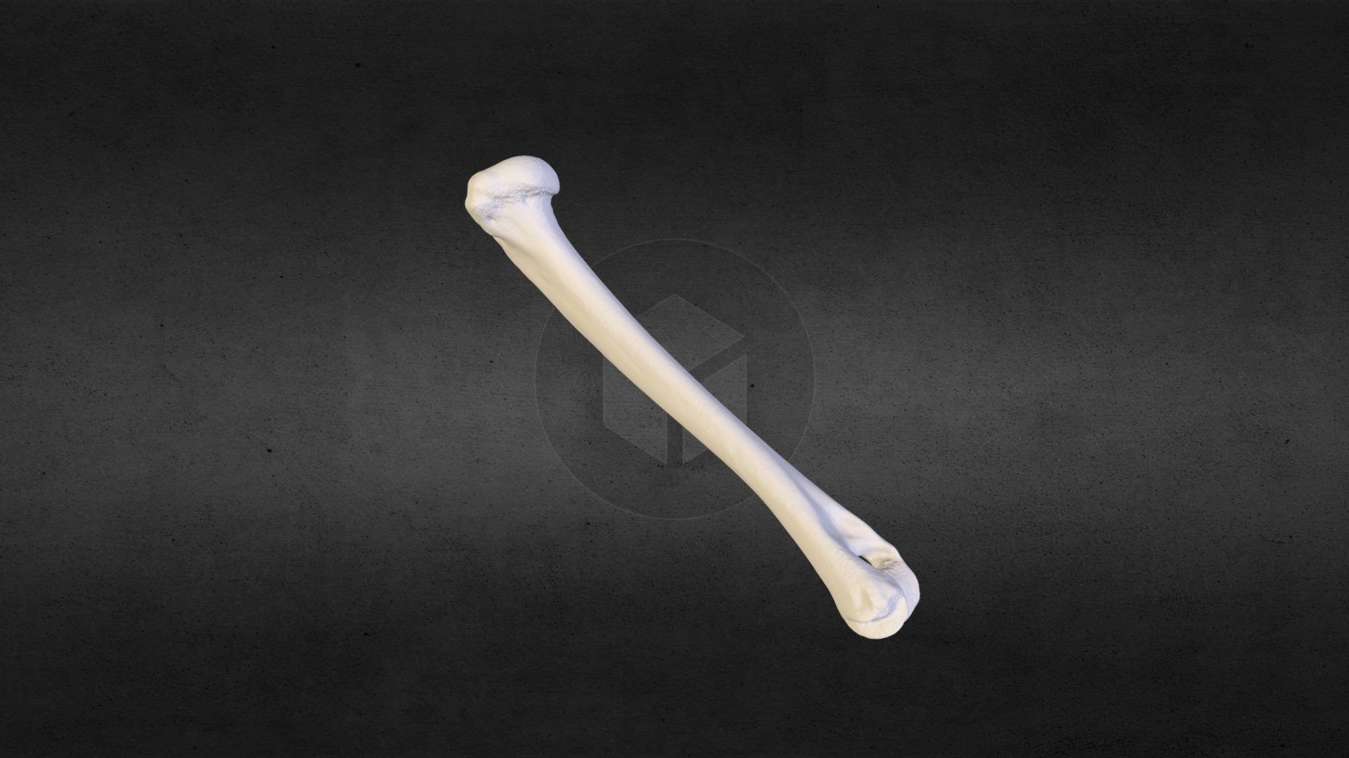 Humerus of a rabbit (Oryctolagus sp.) - Download Free 3D model by ...