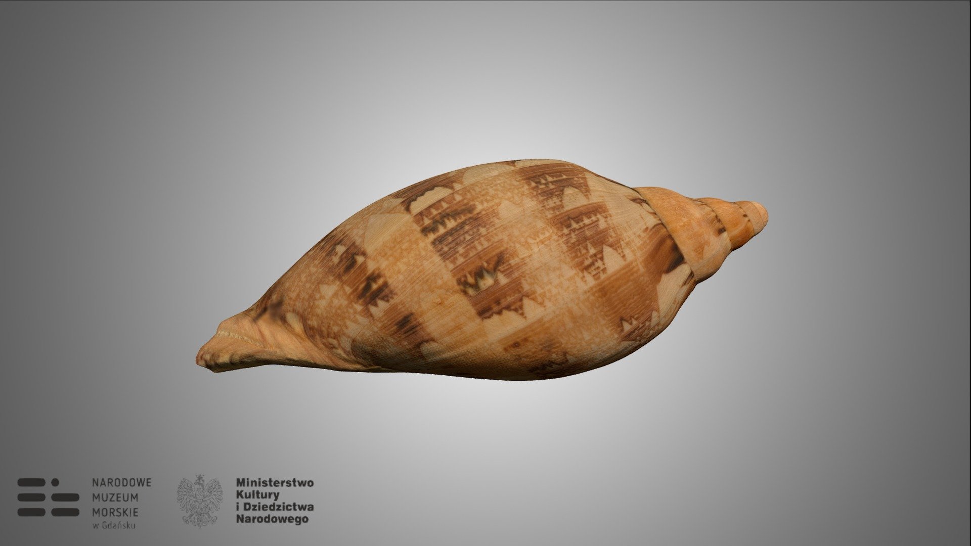 Muszla ślimaka z gatunku Cymbiola magnifica - 3D model by National ...