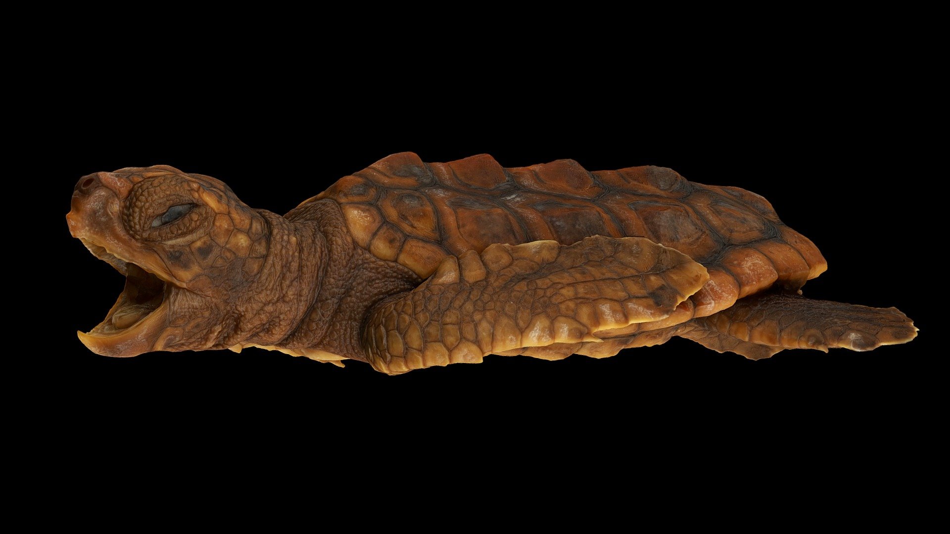 Loggerhead sea turtle (preserved) - 3D model by FloridaMuseum [f494be3 ...
