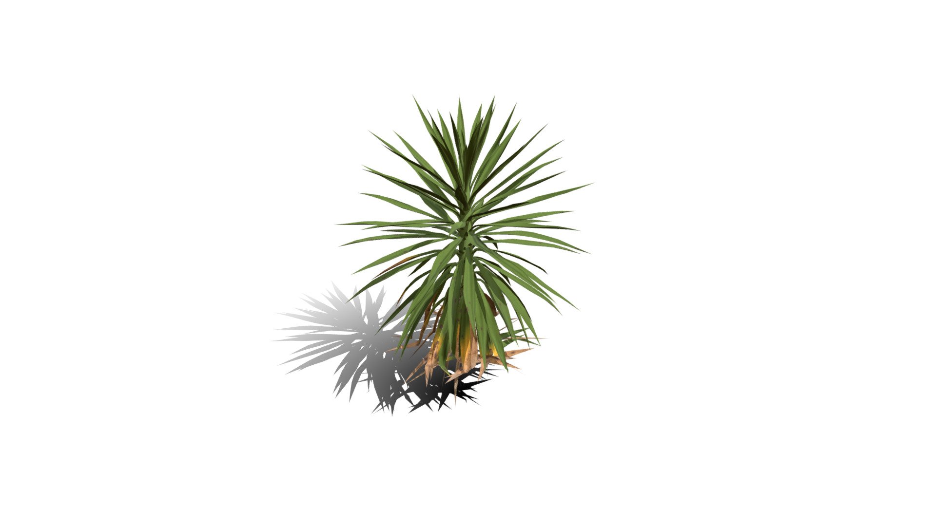 Realistic HD Spineless yucca (26/30) - Download Free 3D model by ...