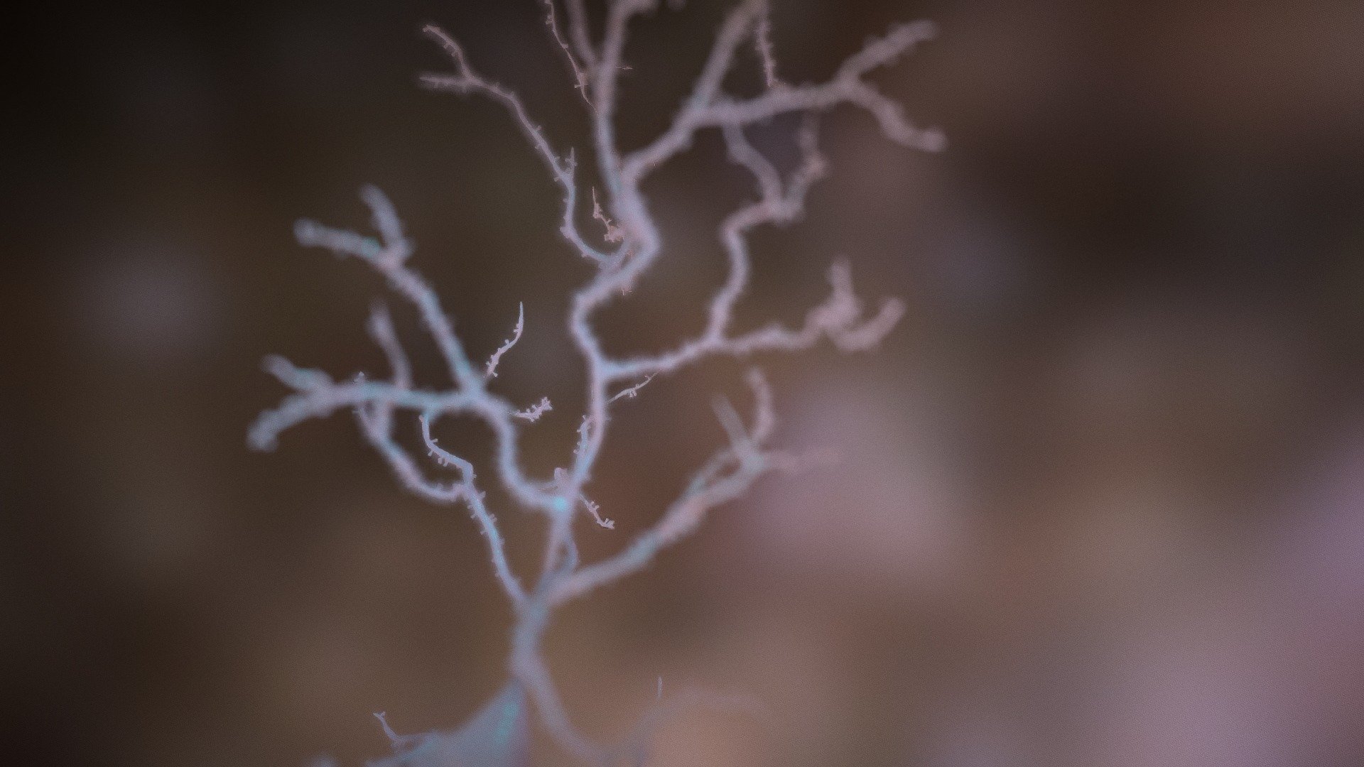 Hippocampal Pyramidal Neuron - 3D model by jennshao [f49888f] - Sketchfab