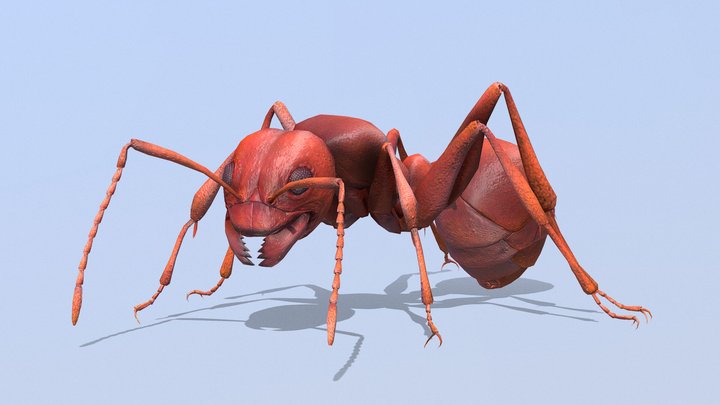 Insecte 3D models - Sketchfab