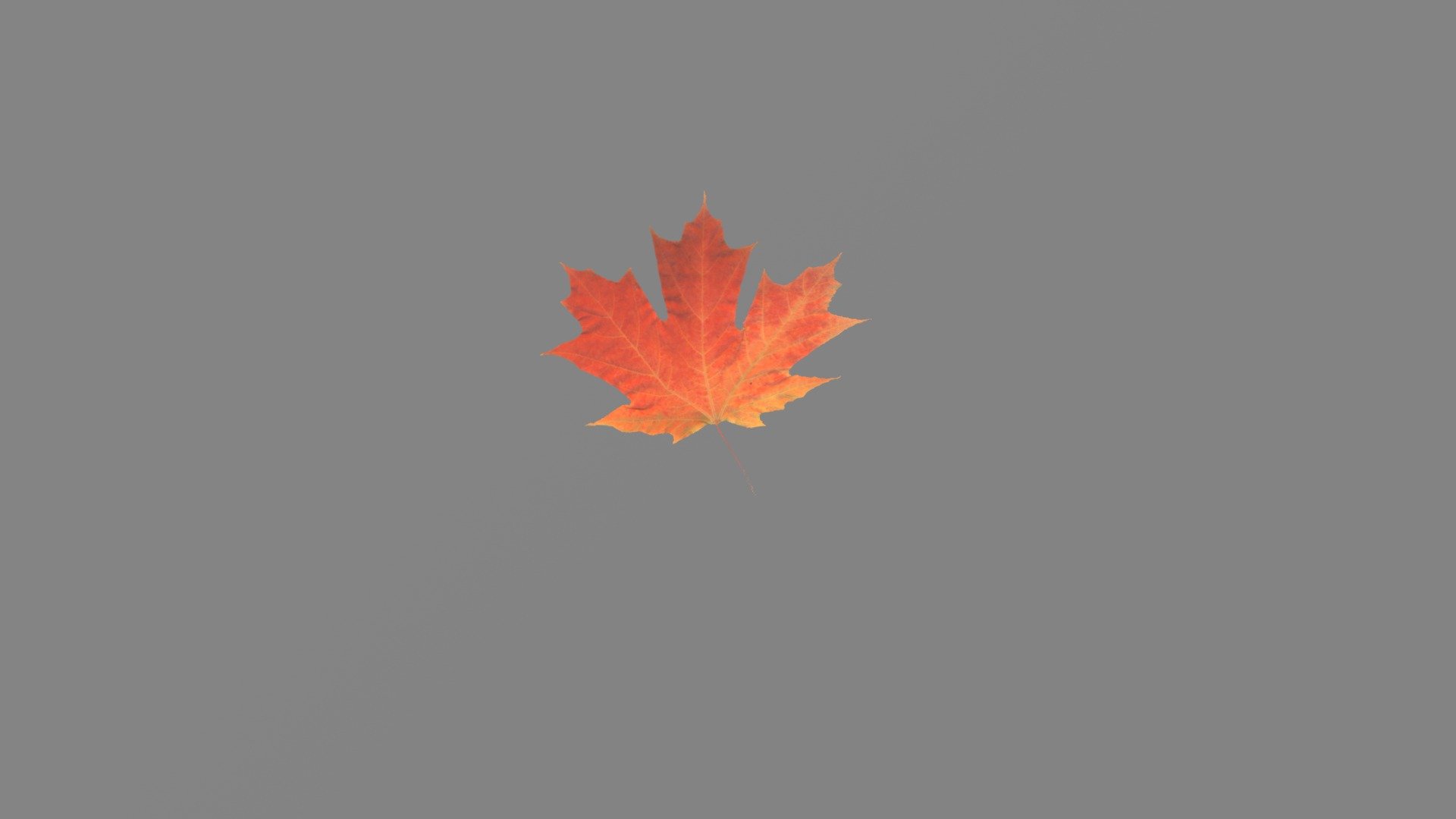Red Fall Leaf - Download Free 3D model by xarien (@randomahhmodels ...