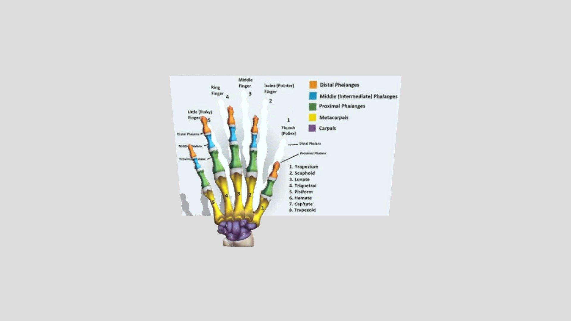 3D TANGAN ANATOMI TULANGTANGAN- - Download Free 3D model by ranoon ...