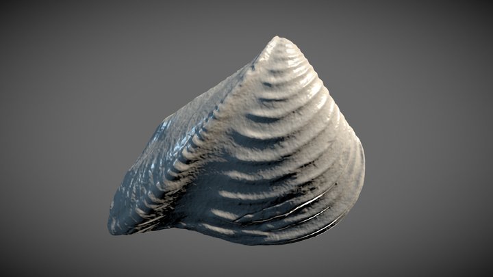 Trigonia 3D models - Sketchfab