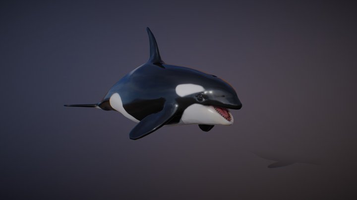 Orca 3D models - Sketchfab