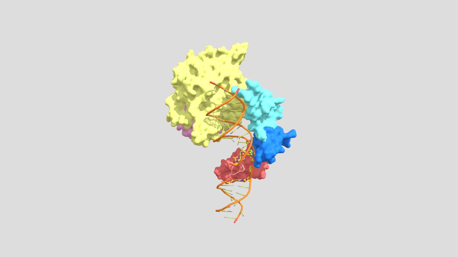 Rad4-Rad23 complex bound to damaged DNA - 3D model by ekob6570 [f4bdcef ...