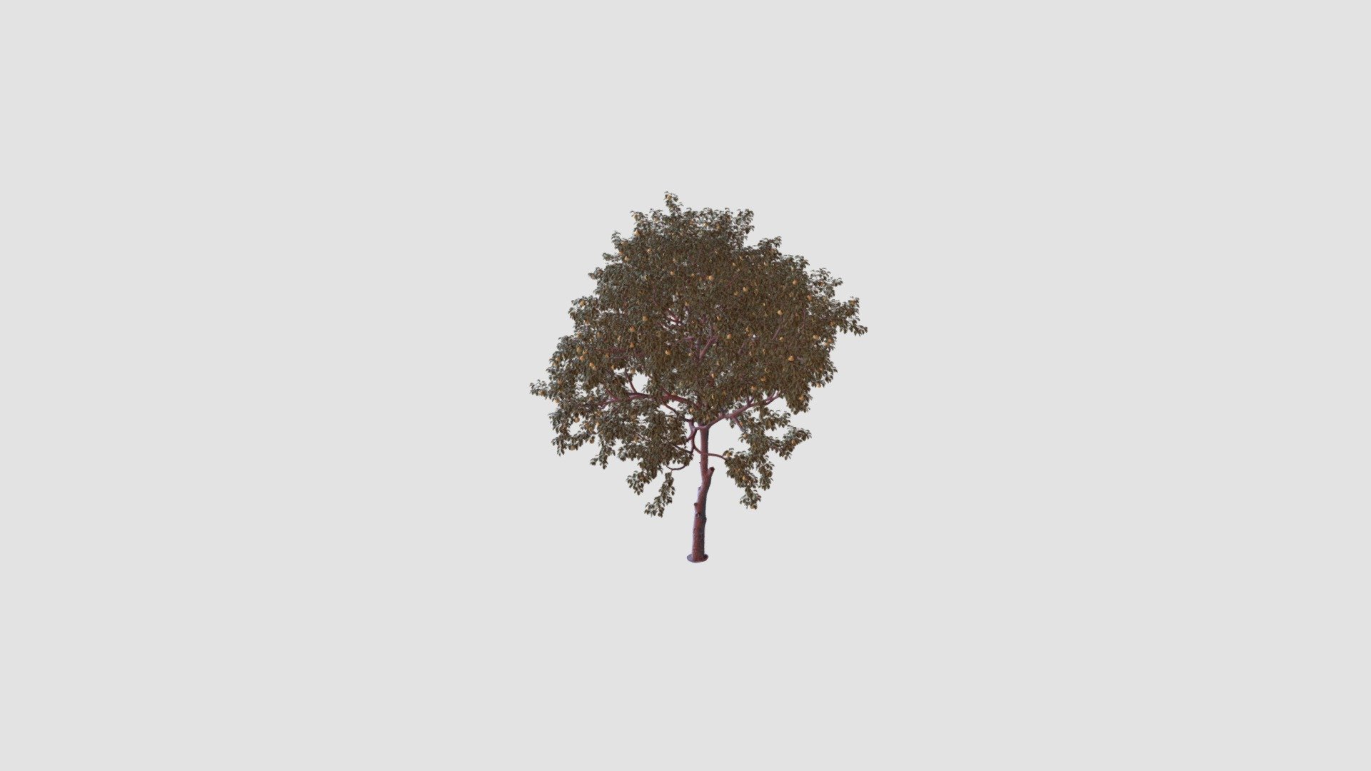 tree - Buy Royalty Free 3D model by Evermotion [f4c0de1] - Sketchfab Store