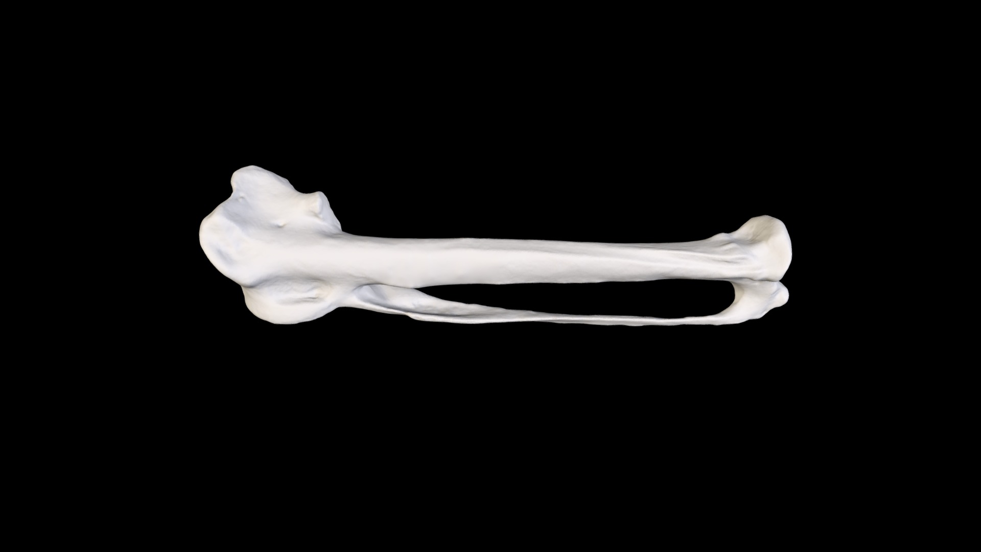 Kārearea (Falco novaeseelandiae) carpometacarpus - 3D model by Auckland ...