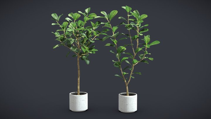 Ficus 3D models - Sketchfab