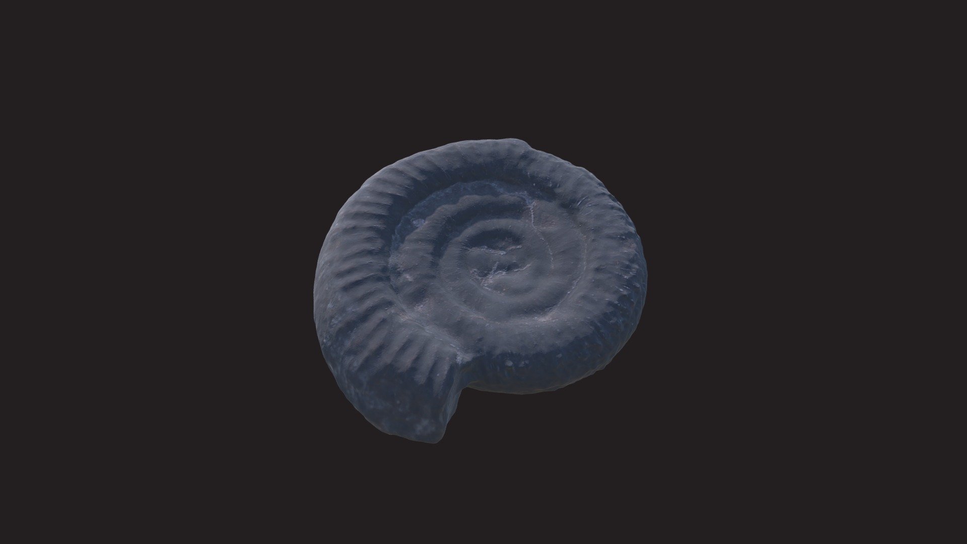 Ammonoidea - Download Free 3D model by Cleveland Museum of Natural ...