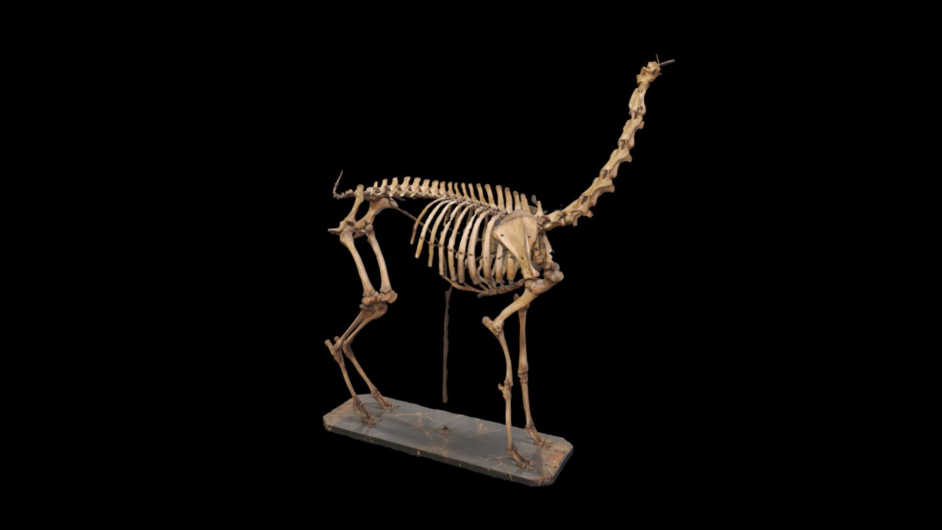 Squelette entier de Lama (Lama glama) - Download Free 3D model by ...