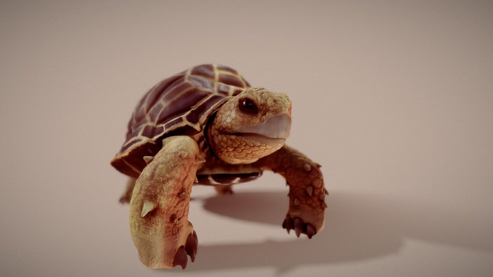 Tortoise 3D models - Sketchfab