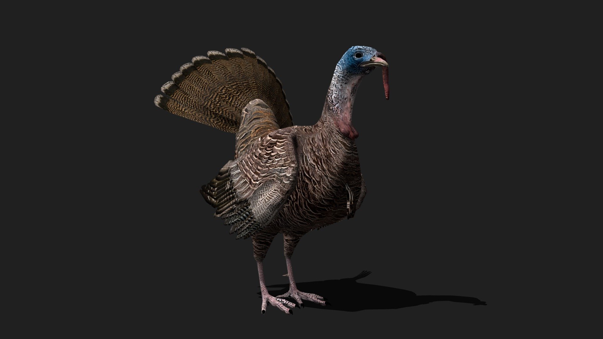 Realistic Animated Turkey 3D Model - 3D model by WildMesh 3D (@WildMesh ...