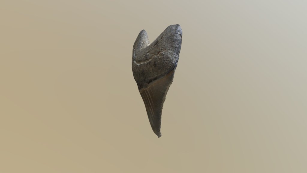 Megalodon - 3D model by wayne.itano [f4d85be] - Sketchfab