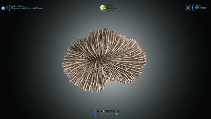 Hexacorallia 3D models - Sketchfab