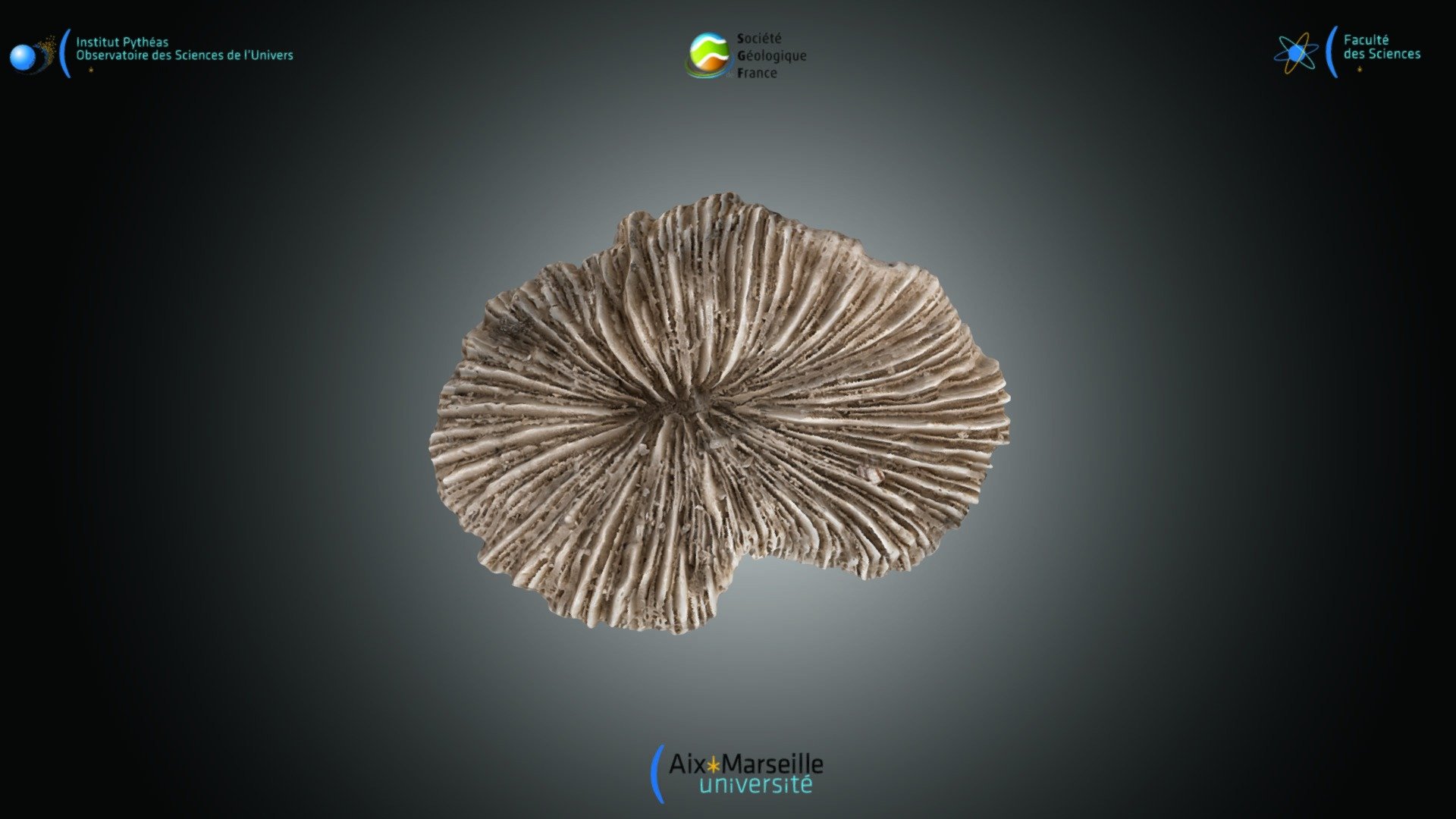 Cnidaire - Fungia sp. - Download Free 3D model by Société Géologique de France (@sgfrance ...