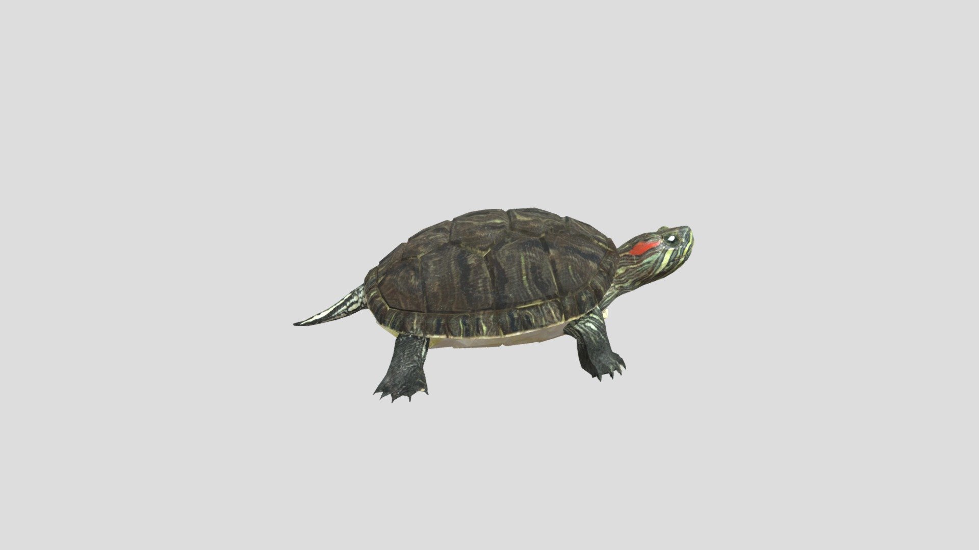 Tortuga - 3D model by SAVIA_Colombia (@Minambiente_Col) [f4dbc9e ...