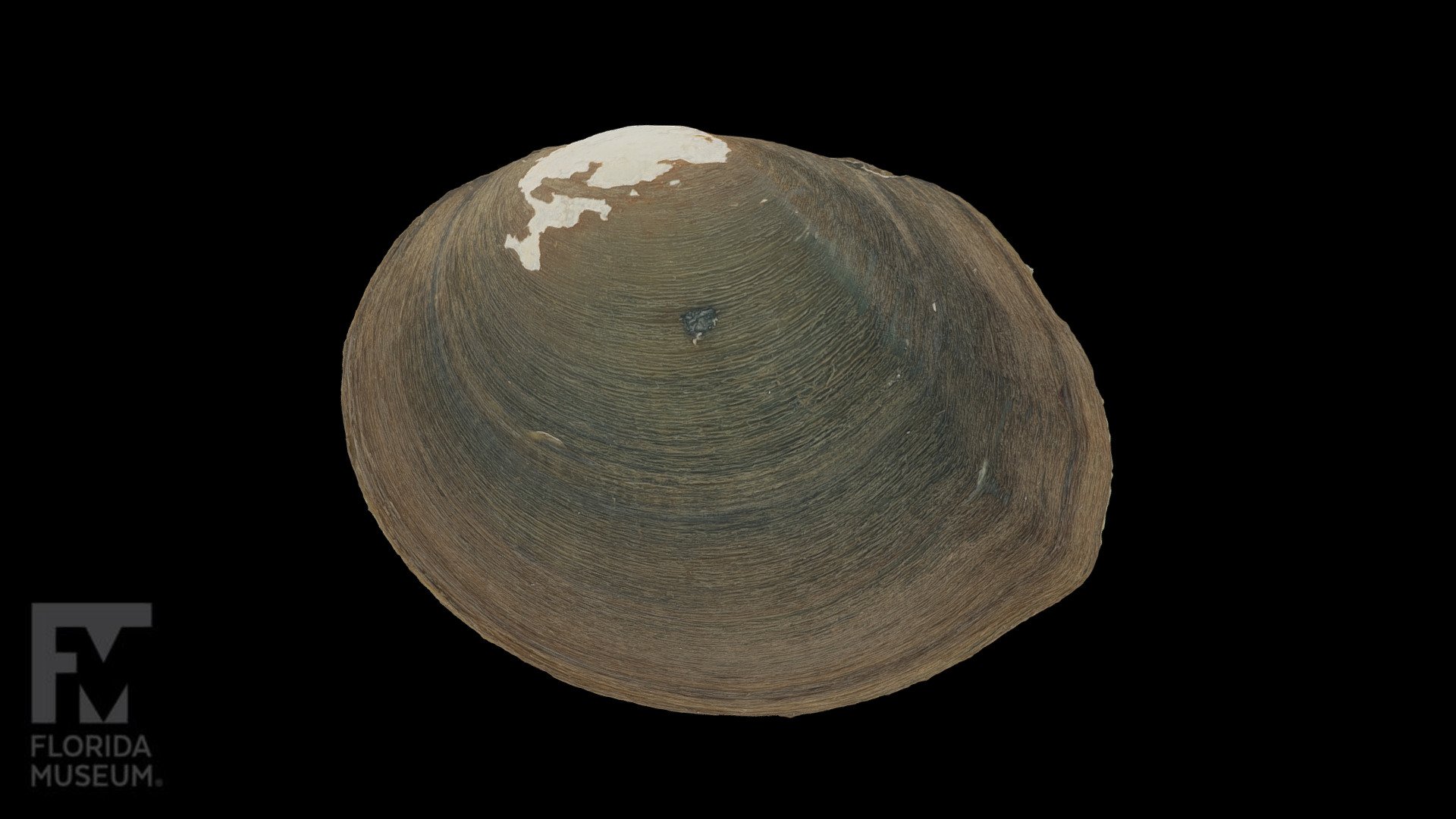 Round Pearlshell - Freshwater Mussel - 3D model by FloridaMuseum ...